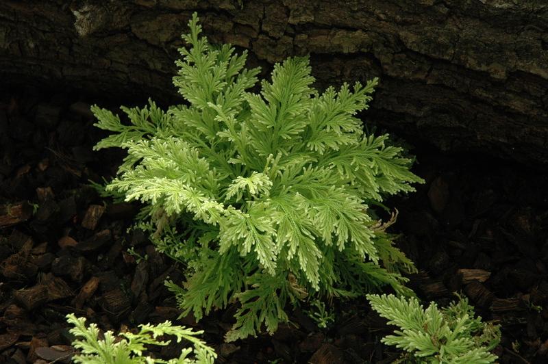 Photo of the entire plant of Sweat Plant (Selaginella pallescens ...