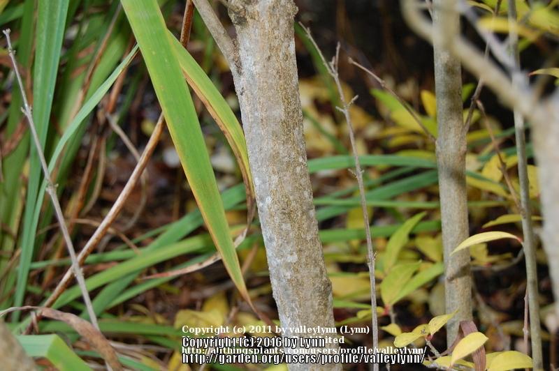 Photo of the stem, scape, stalk or bark of Pomegranate (Punica granatum ...