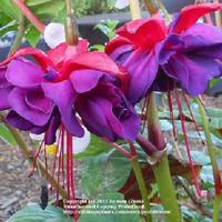 Fuchsia 'Voodoo' in the Fuchsias Database - Garden.org