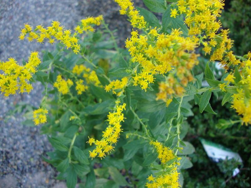 Photo of the entire plant of Rough Goldenrod (Solidago rugosa ...