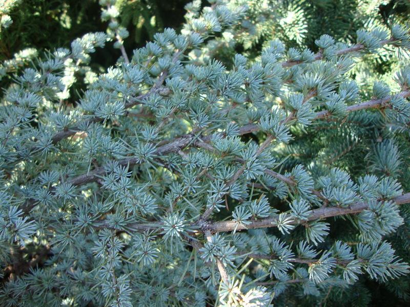 Photo of the stem, scape, stalk or bark of Blue Atlas Cedar (Cedrus ...