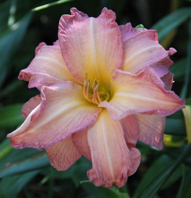 Photo of the bloom of Daylily (Hemerocallis 'Ruth Whitten') posted by ...