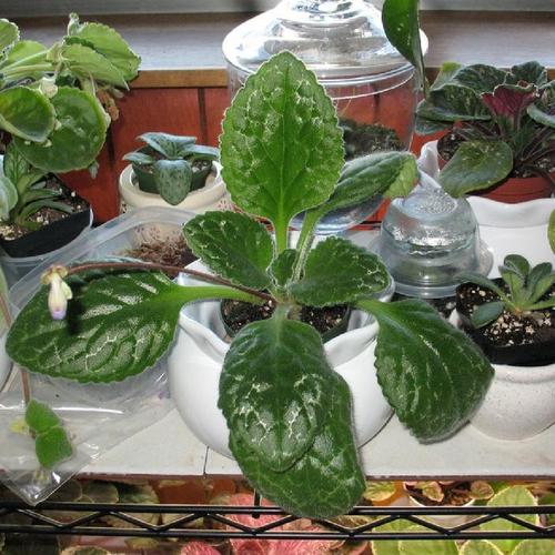 Chirita (Primulina 'Crossroads') - Garden.org