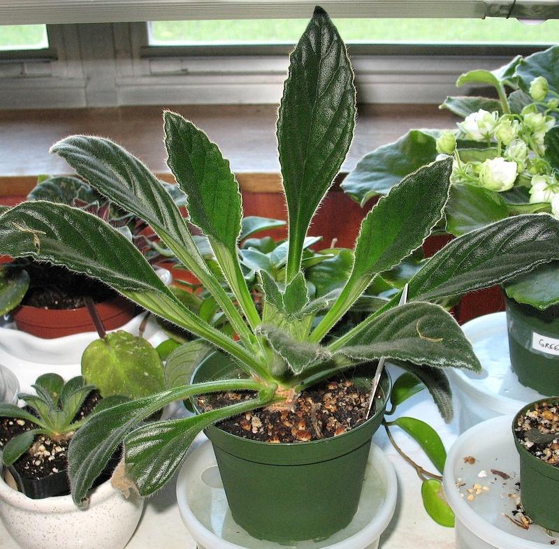 Chirita (Primulina 'Kazu') - Garden.org