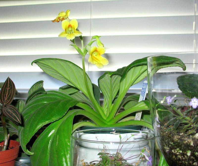 Photo of the entire plant of Chirita (Primulina 'Aiko') posted by ...