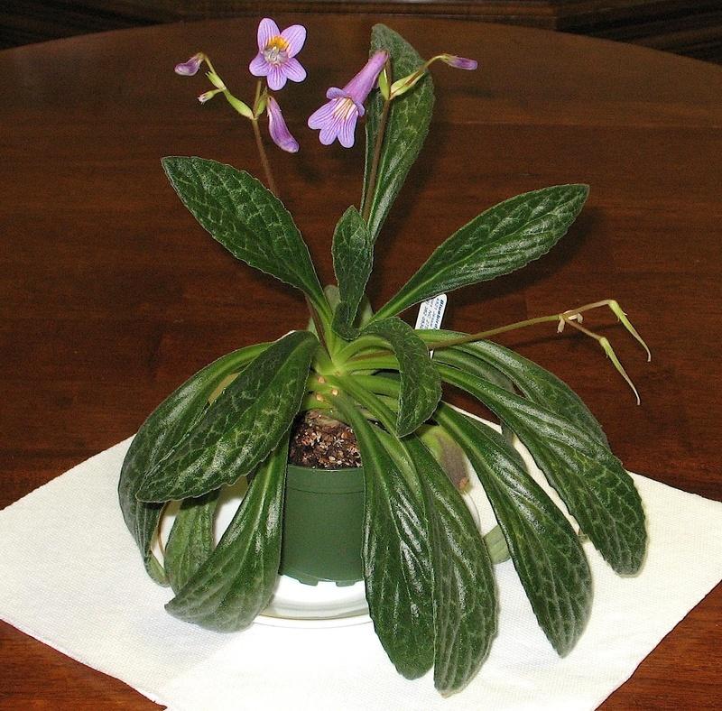 Chirita (Primulina dryas 'Stardust') - Garden.org