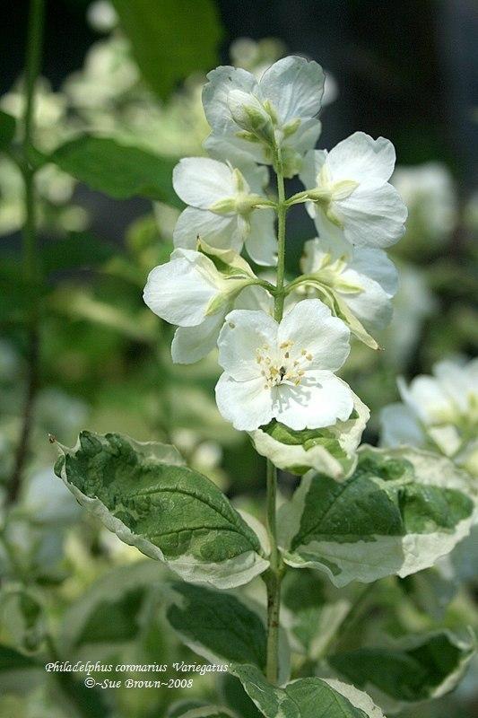 Photo of the bloom of Mock Orange (Philadelphus coronarius 'Variegatus') posted by Calif_Sue ...