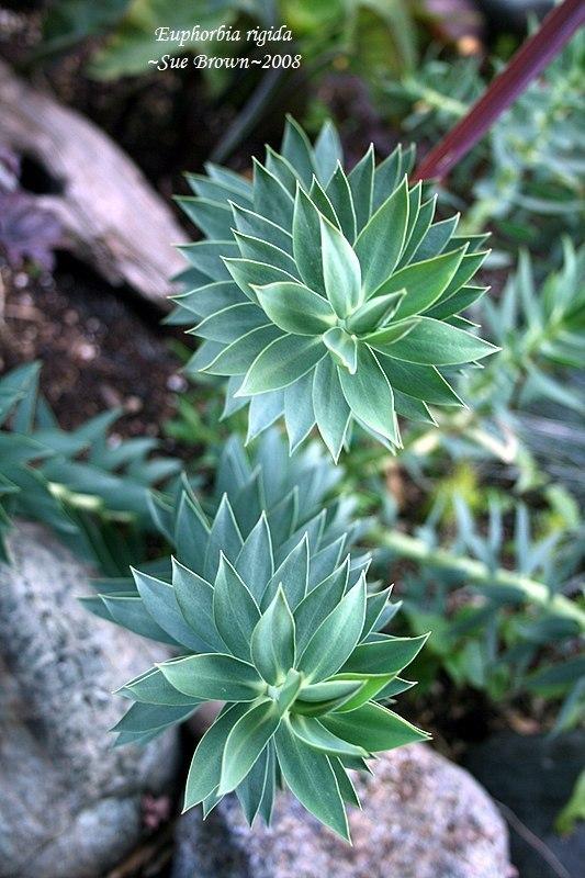 Photo of the leaves of Silver Spurge (Euphorbia rigida) posted by Calif ...