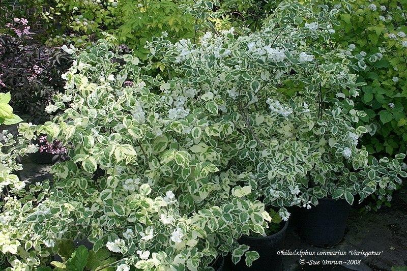 Photo of the entire plant of Mock Orange (Philadelphus coronarius 'Variegatus') posted by Calif ...