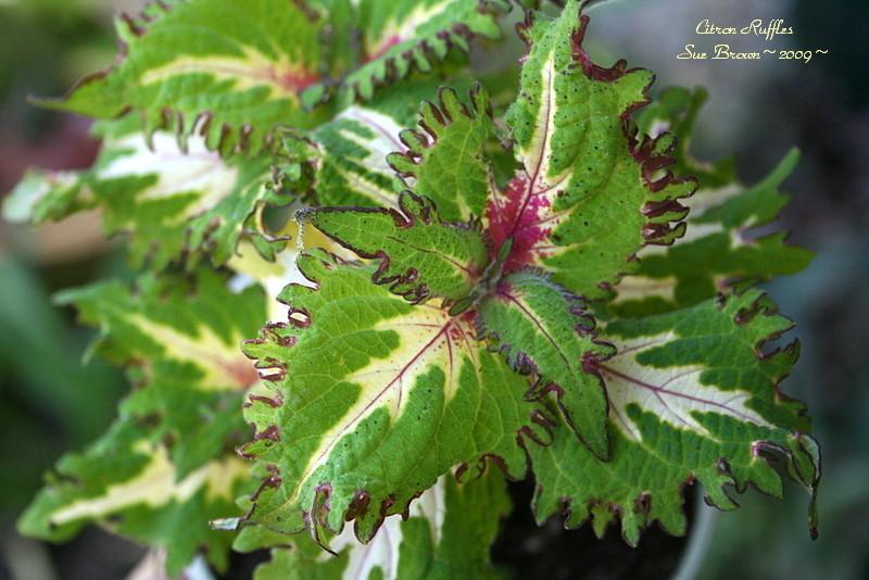 Coleus (Coleus scutellarioides 'Citron Ruffles') in the Coleus Database ...