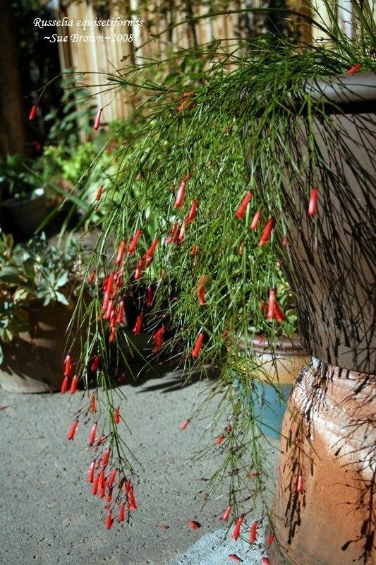 Photo of the entire plant of Firecracker Plant (Russelia equisetiformis ...