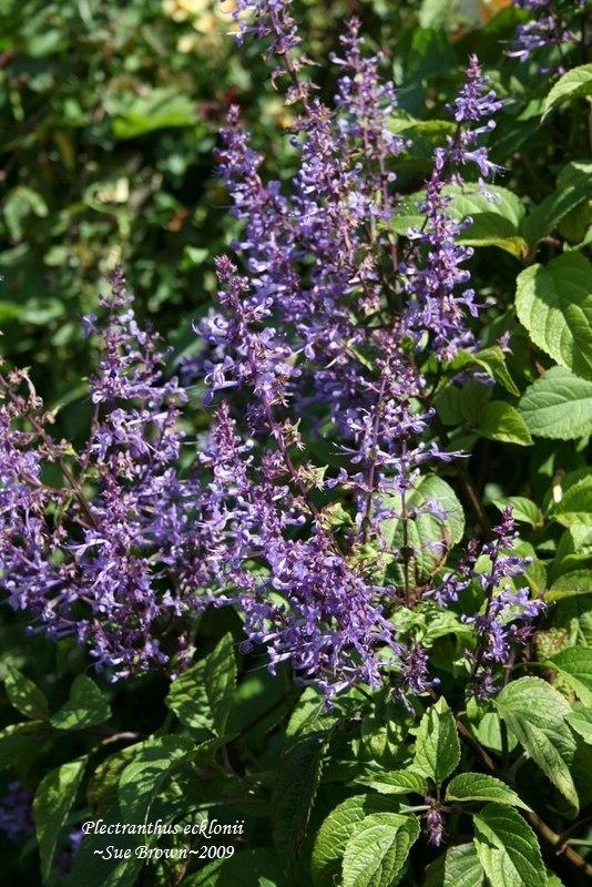 Photo of the bloom of Large Spur-Flower Bush (Plectranthus ecklonii ...