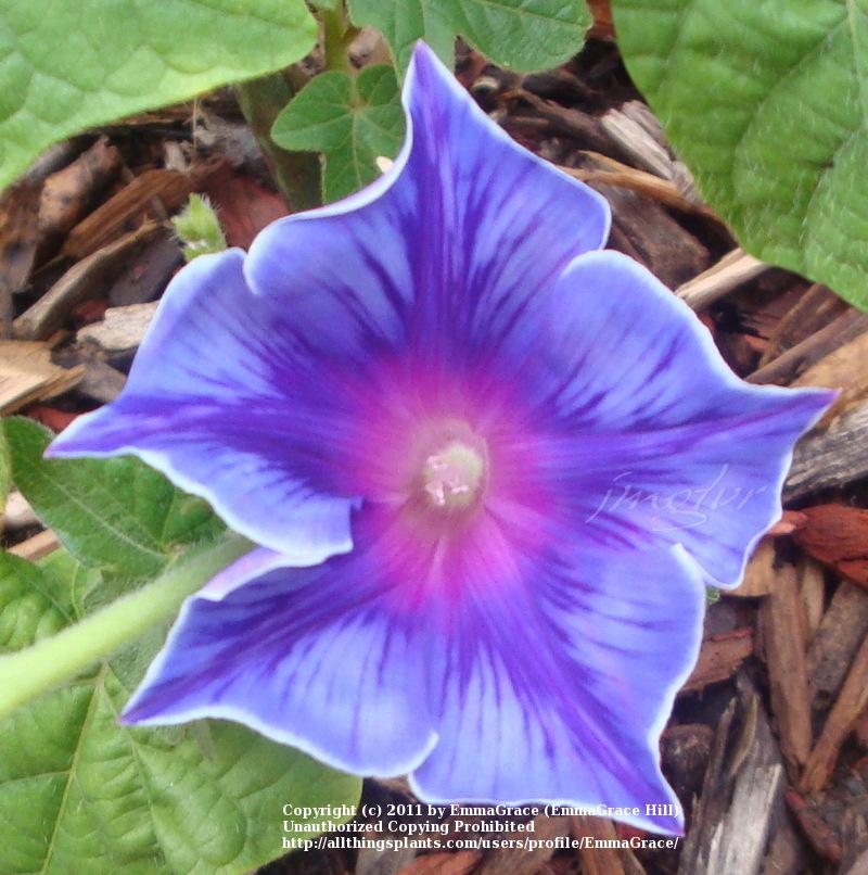 Photo of the bloom of Japanese Morning Glory (Ipomoea nil 'Picotee Blue ...