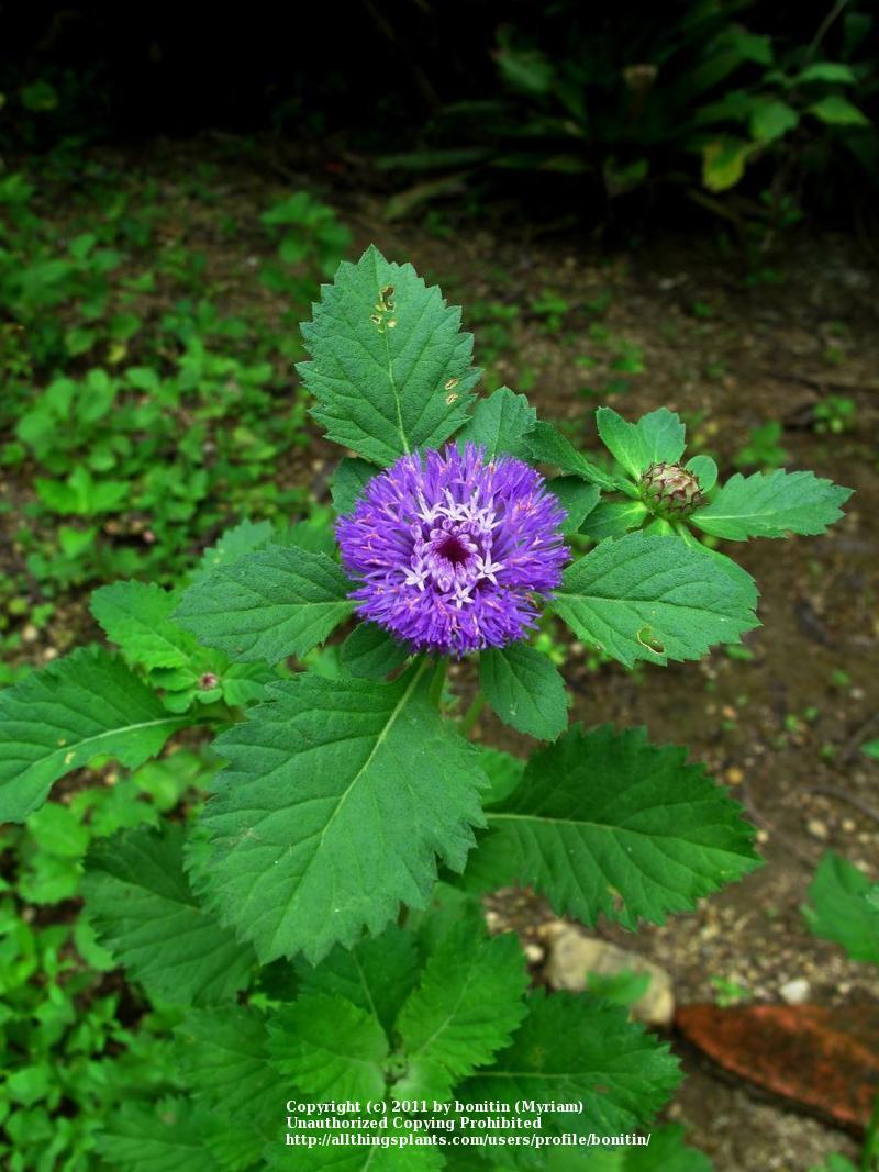Photo of the entire plant of Brazilian Buttonbush (Centratherum ...