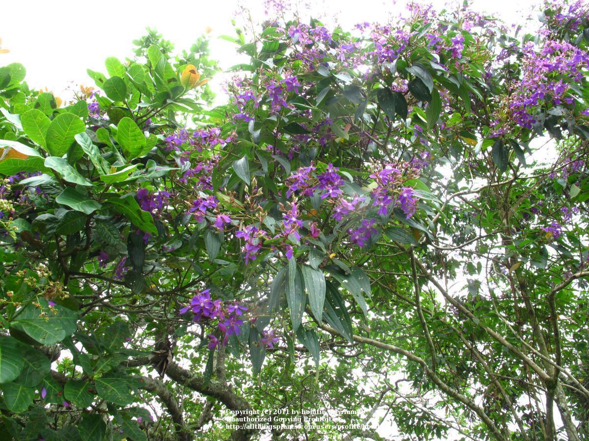 Photo of the entire plant of Glory Bush (Pleroma granulosum) posted by ...