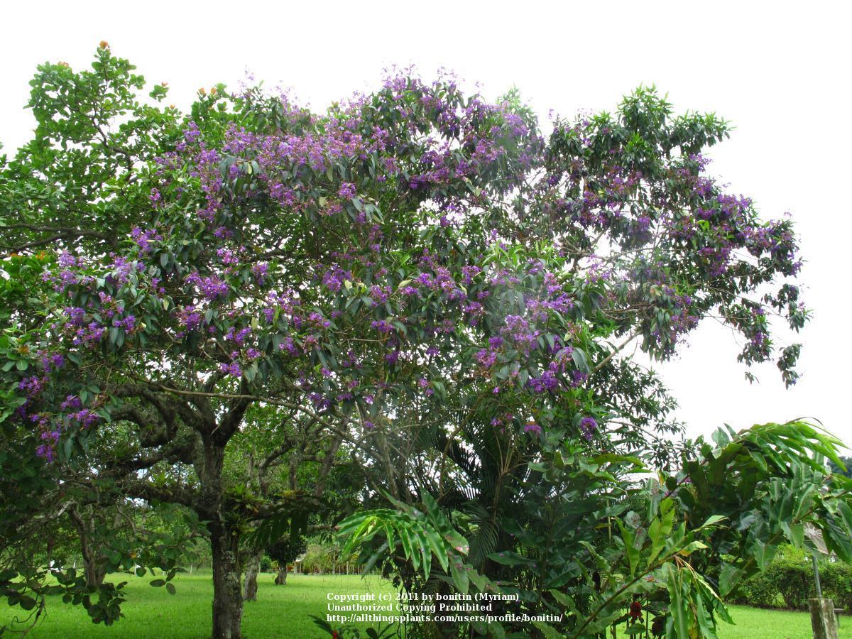 Photo of the entire plant of Glory Bush (Pleroma granulosum) posted by ...
