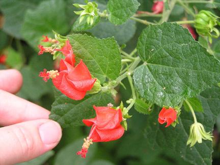 Photo of the bloom of Turk's Cap (Malvaviscus arboreus var. drummondii) posted by sheryl ...