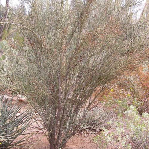 Crucifixion Thorn (Castela emoryi) - Garden.org