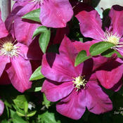 Clematis 'Sunset' in the Clematis Database - Garden.org