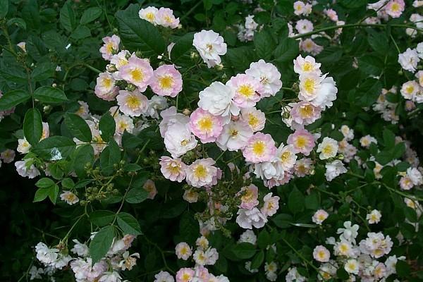 Photo of the entire plant of Rose (Rosa 'Abigail Adams Rose') posted by ...