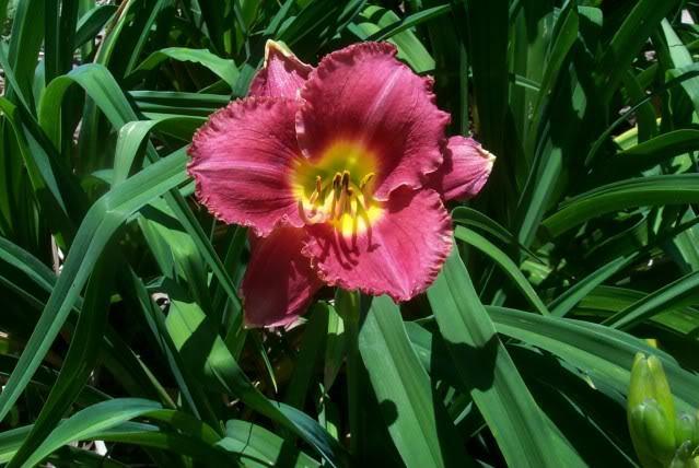 Daylily (Hemerocallis 'Rootin' Tootin' Raspberry') in the Daylilies ...