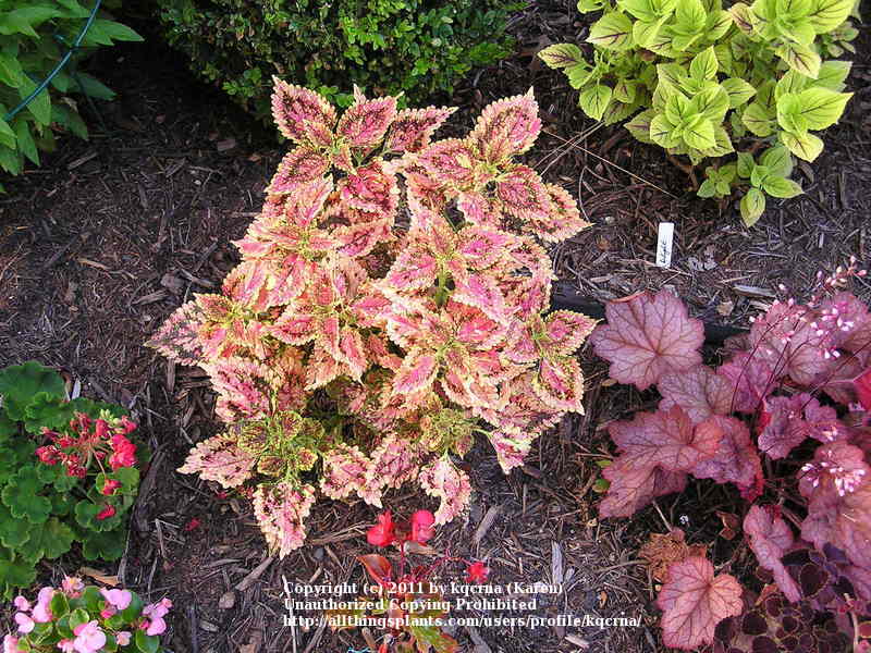 Photo of the entire plant of Coleus (Coleus scutellarioides 'Pinata ...