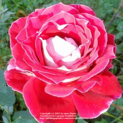Photo of the bloom of Rose (Rosa 'Snowfire') posted by zuzu - Garden.org