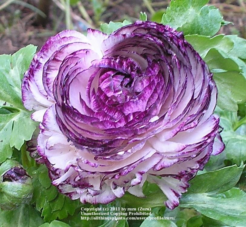 Photo of the bloom of Persian Buttercup (Ranunculus subtilis 'Purple ...