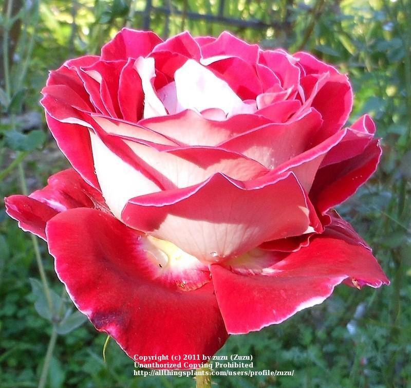 Photo of the bloom of Rose (Rosa 'Snowfire') posted by zuzu - Garden.org