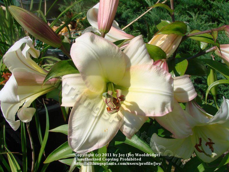 Photo of the bloom of Lily (Lilium 'Boogie Woogie') posted by Joy ...