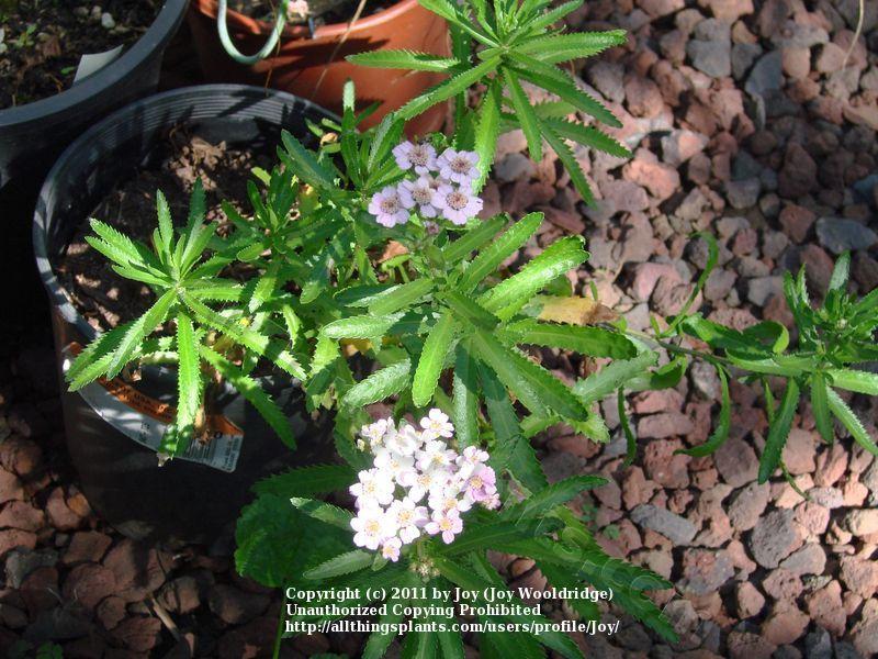 Photo of the entire plant of Siberian Yarrow (Achillea alpina 'Love ...