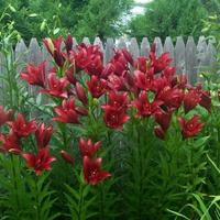 Lily (Lilium 'Red Alert') in the Lilies Database - Garden.org