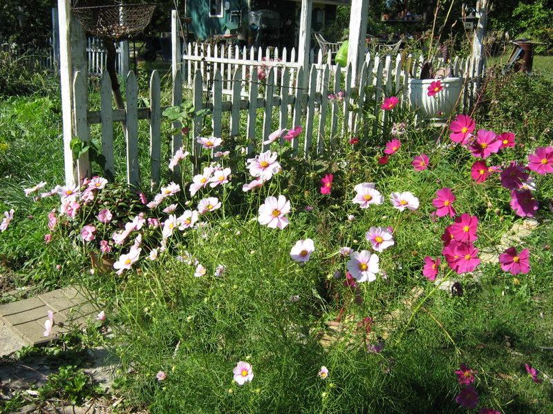 Photo of the entire plant of Common Cosmos (Cosmos bipinnatus) posted ...