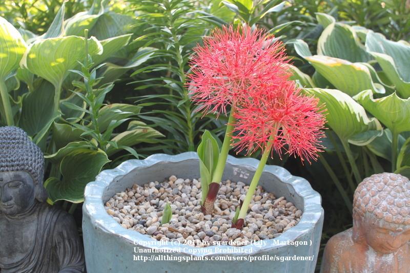 Blood Lilies: Plant Care and Collection of Varieties - Garden.org