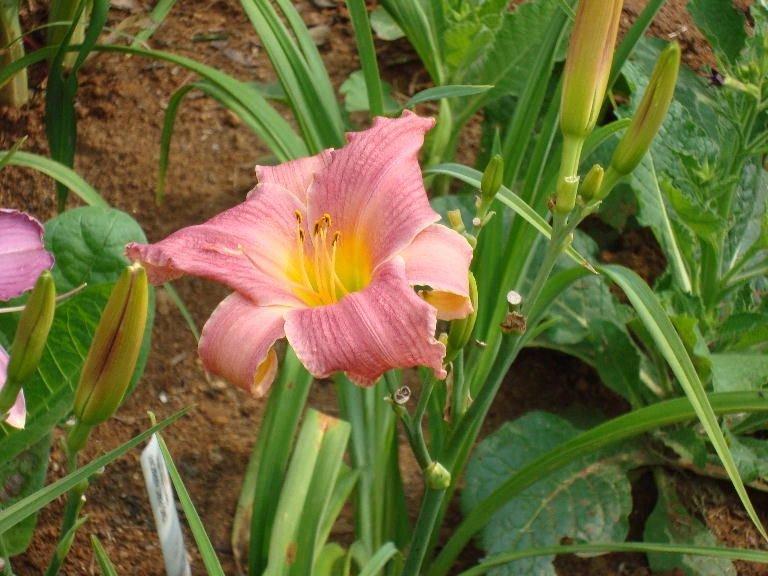 Photo of the bloom of Daylily (Hemerocallis 'Amazon Amethyst') posted ...