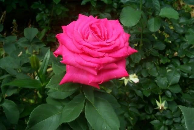 Photo of the bloom of Rose (Rosa 'Peter Mayle') posted by Newyorkrita ...