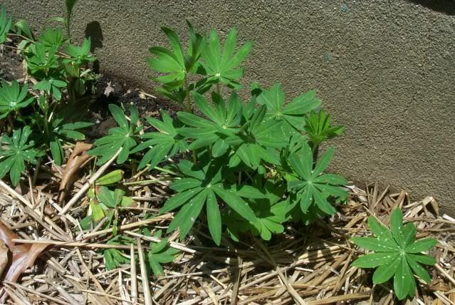 Dwarf Lupine (Lupinus 'Woodfield Hybrids') - Garden.org