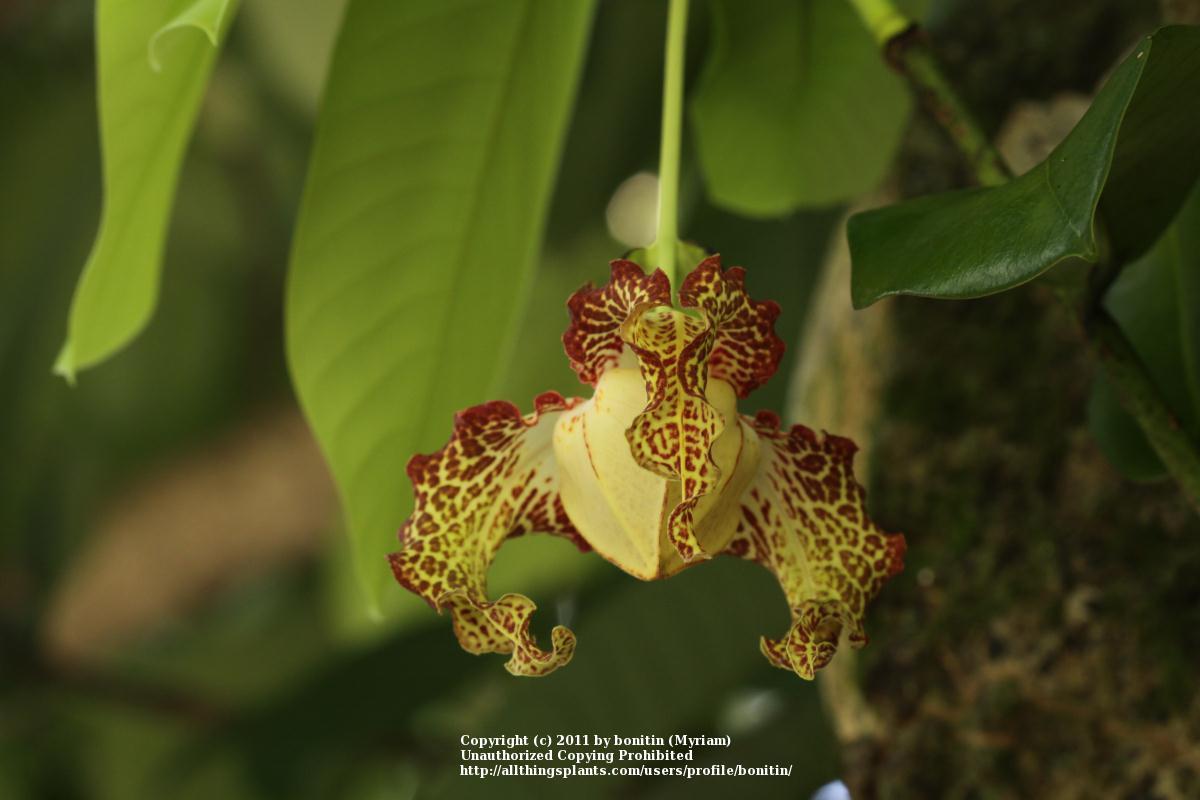 Calabash Nutmeg (Monodora myristica) - Garden.org