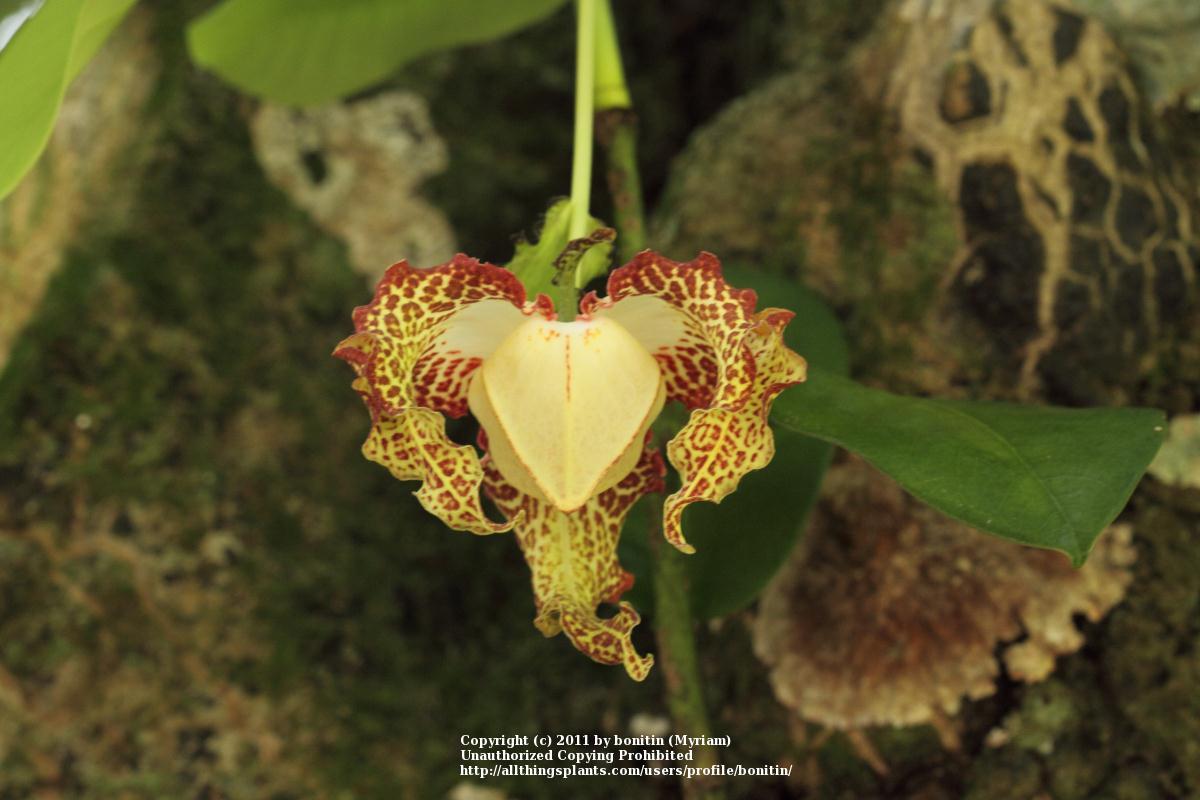 Photo of the bloom of Calabash Nutmeg (Monodora myristica) posted by ...