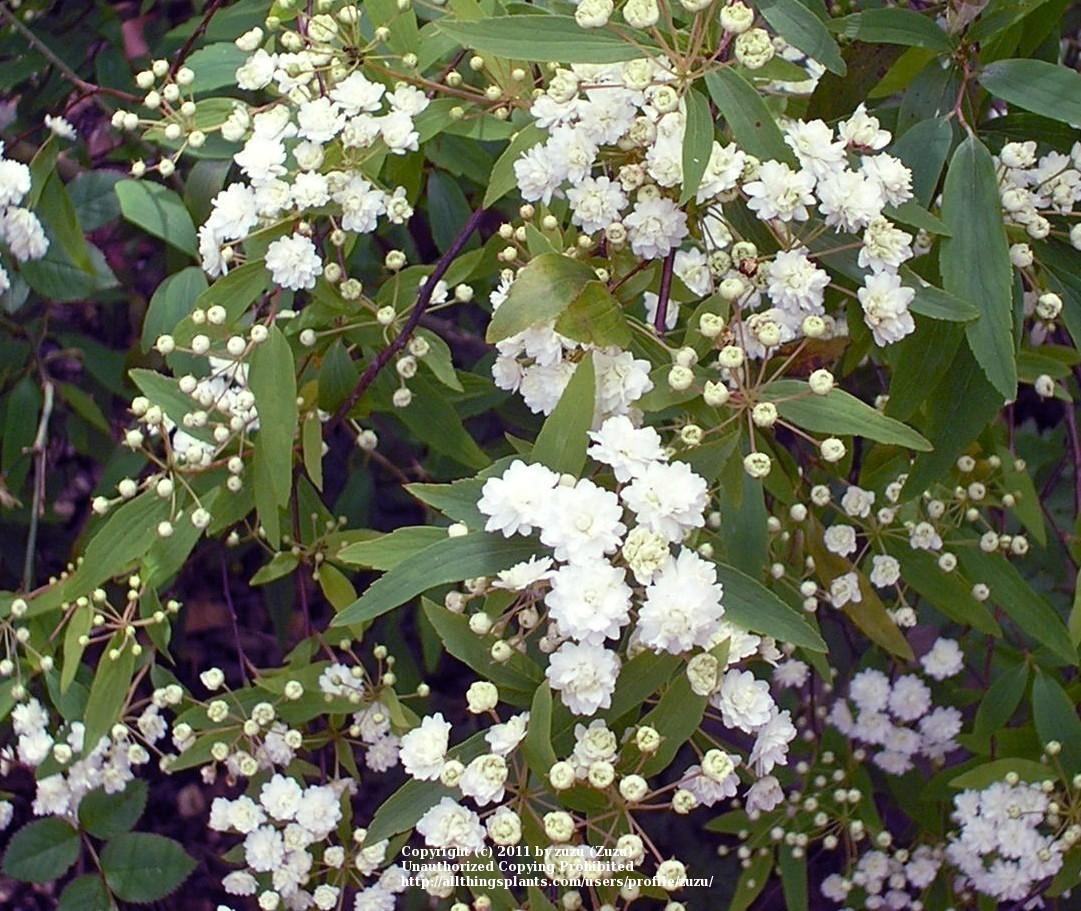 Photo of the bloom of Double Reeves Spirea (Spiraea cantoniensis ...