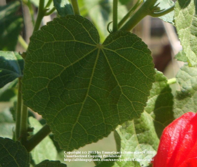Photo of the leaves of Turk's Cap (Malvaviscus arboreus var. drummondii) posted by EmmaGrace ...