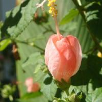 Photo of the entire plant of Turk's Cap (Malvaviscus arboreus var. drummondii 'Pam Puryear ...