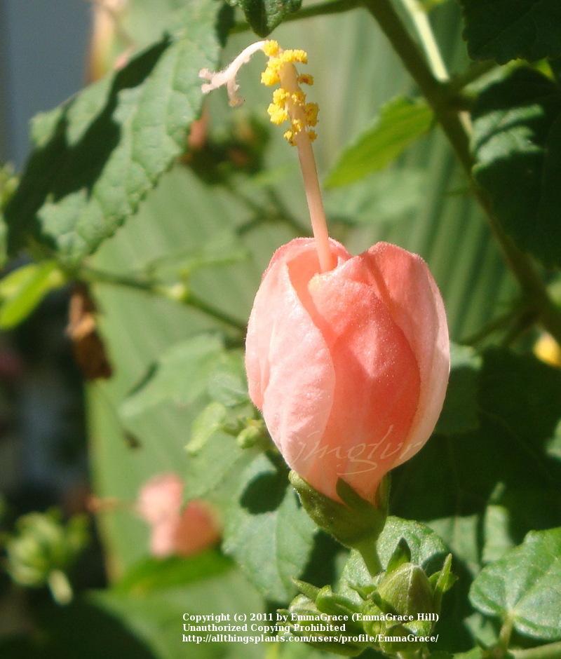 Photo of the bloom of Turk's Cap (Malvaviscus arboreus var. drummondii 'Pam Puryear') posted by ...