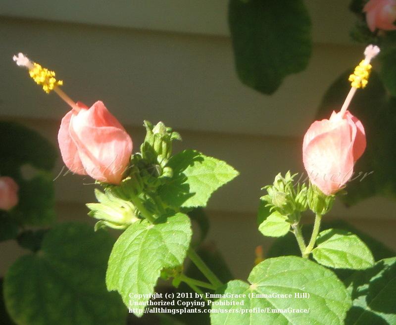 Photo of the bloom of Turk's Cap (Malvaviscus arboreus var. drummondii 'Pam Puryear') posted by ...