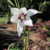 Gladiolus: Plant Care and Collection of Varieties (National Gardening ...
