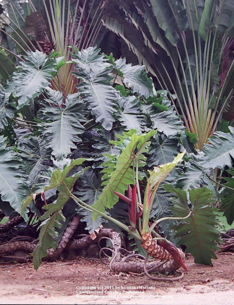 Photo of the entire plant of Philodendron speciosum posted by bonitin ...