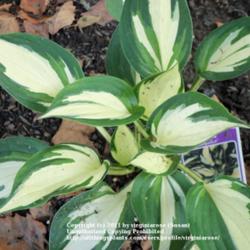 Hostas forum: What were your 5 favorite hosta this year...a year in ...