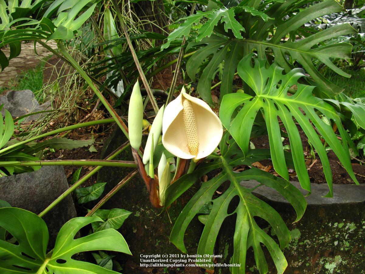Photo of the bloom of Split-Leaf Philodendron (Monstera deliciosa ...
