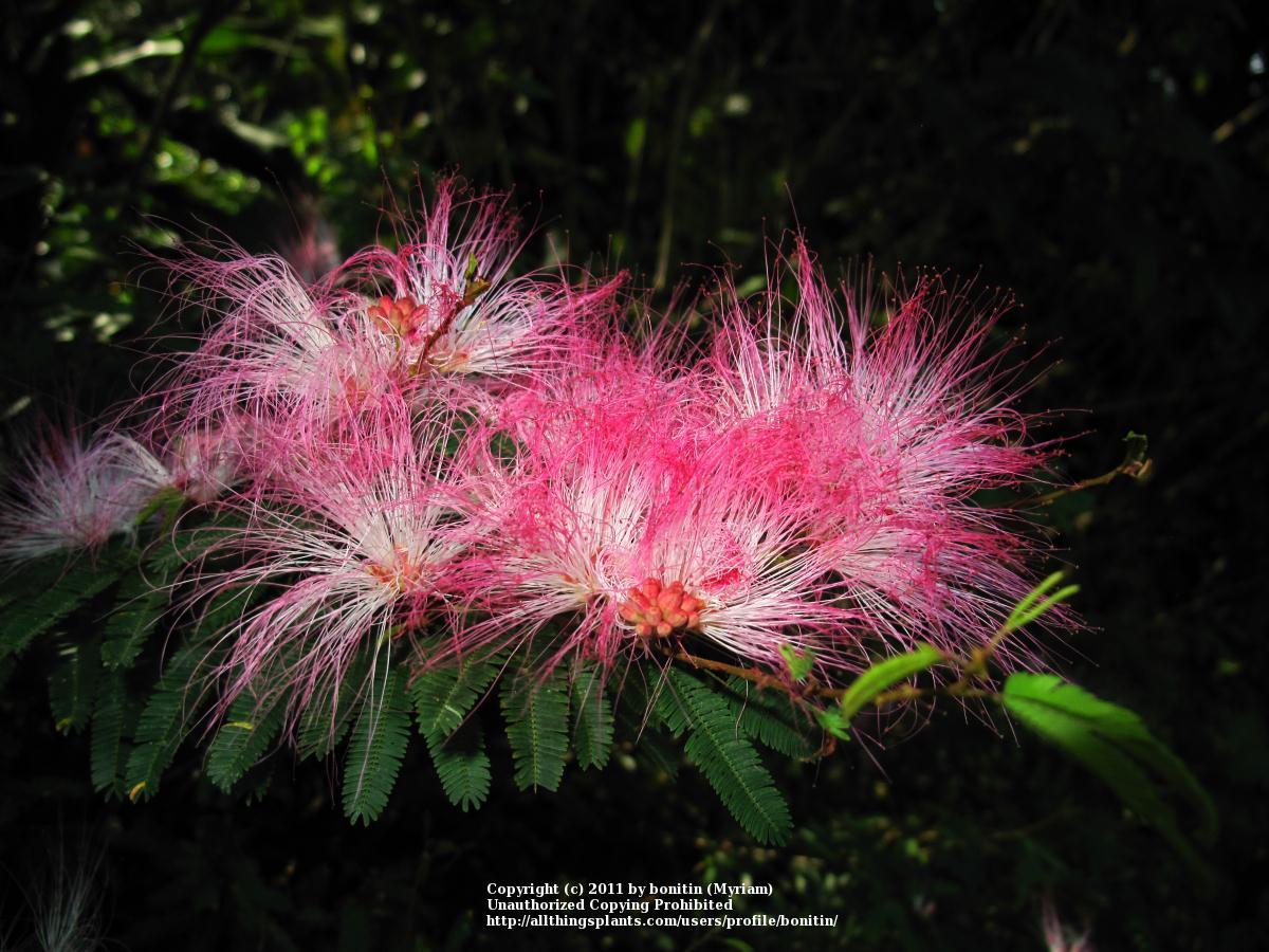 Pink Powderpuff (Calliandra brevipes) - Garden.org