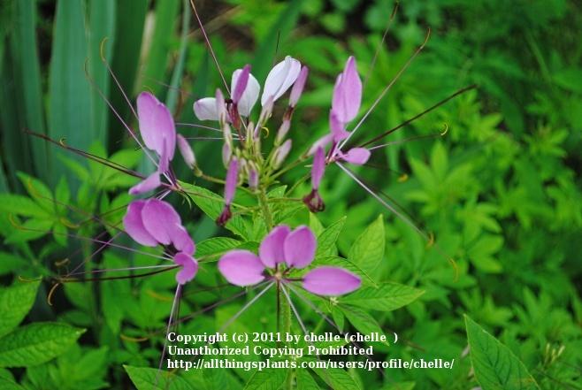 Spider Flower (Tarenaya houtteana 'Violet Queen') - Garden.org